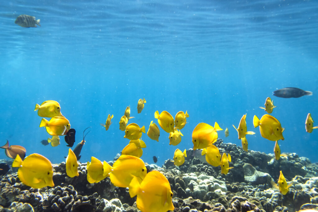 Captain Cook Snorkeling Tours at Kealakekua Bay